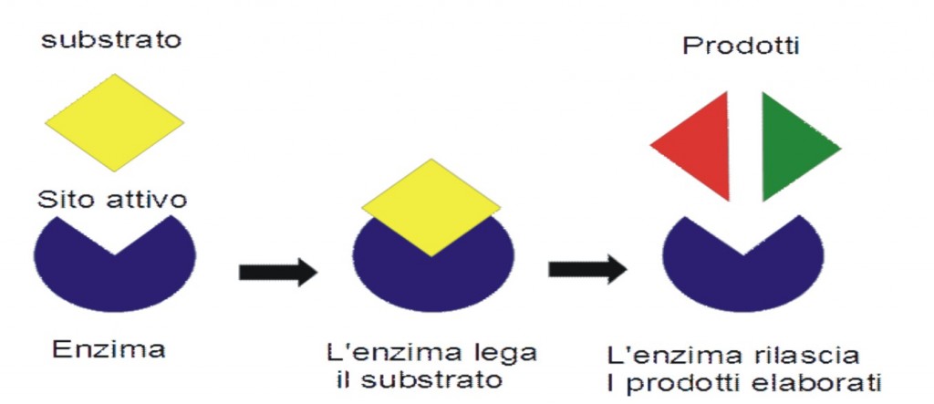 Gli enzimi | Il Naso del Vino